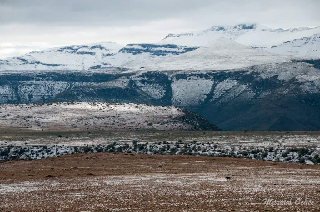 Ecological benefits of snow | Blog | Samara Private Game Reserve